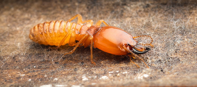 Termites And Termite Control - Milpiece